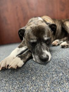 National Sign Company Pinnacle Custom Signs Based In Atlanta